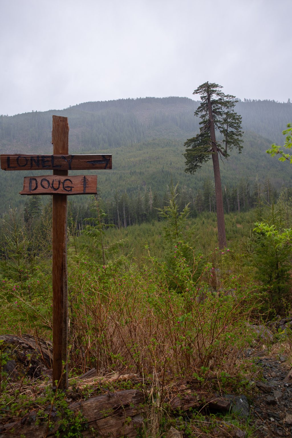 Big Lonely Doug - Shawn Fonseca's Photo Gallery